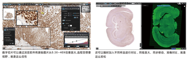 3D-histech 数字病理扫描简介 - 北京博知源生物科技有限公司